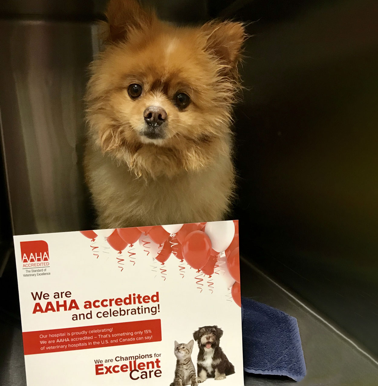 AAHA - Vet in Parker | Parker Center Animal Clinic