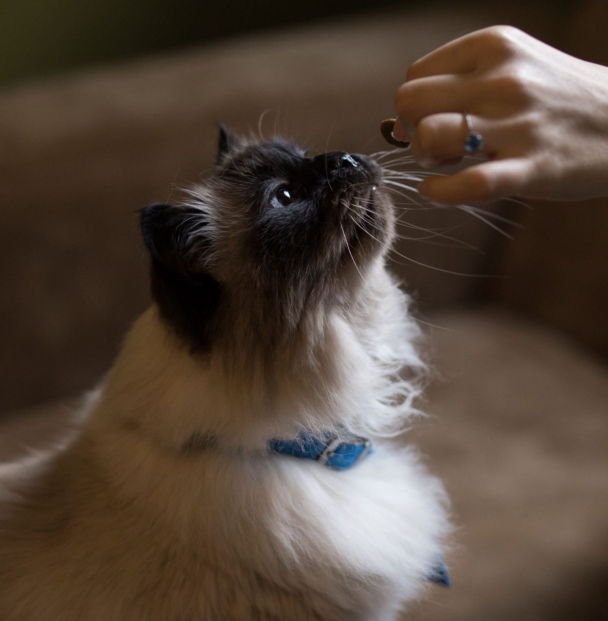 Dental Care - Vet in Parker | Parker Center Animal Clinic