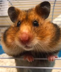 Exotic and Pocket Pets - Vet in Parker | Parker Center Animal Clinic