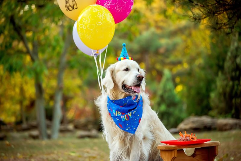 Pet Birthday Party Do’s and Don’ts - Parker Center Animal Clinic